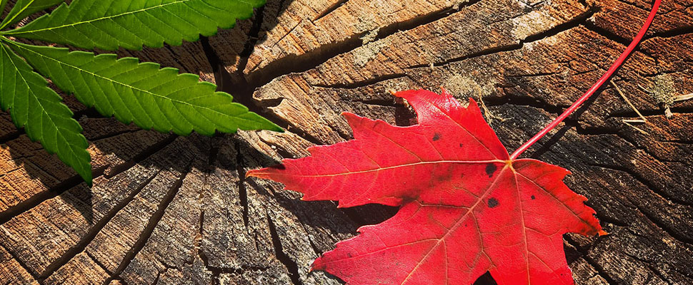 These Are The Countries That Have Legalized The Use Of Marijuana