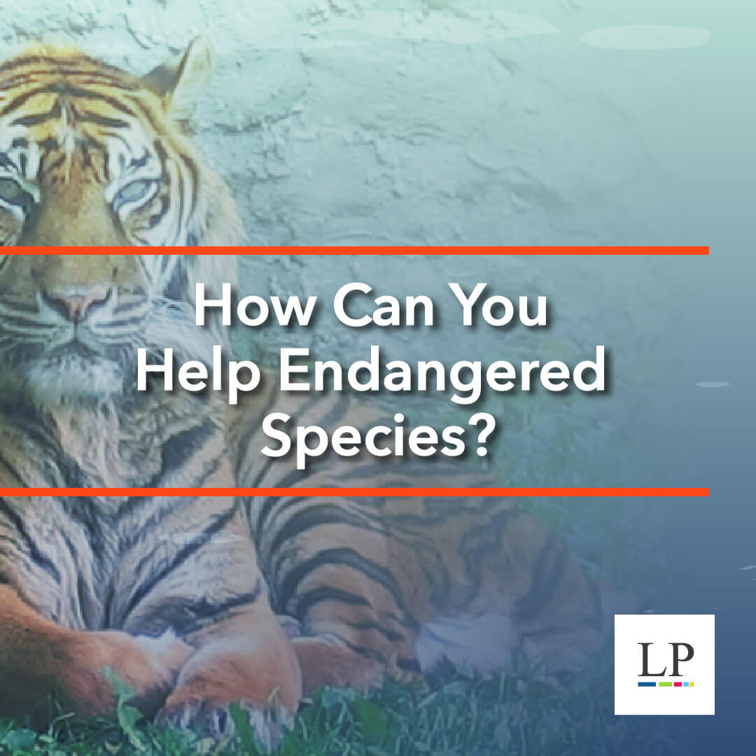 Infography: How Can You Help Endangered Species? - LatinAmerican Post